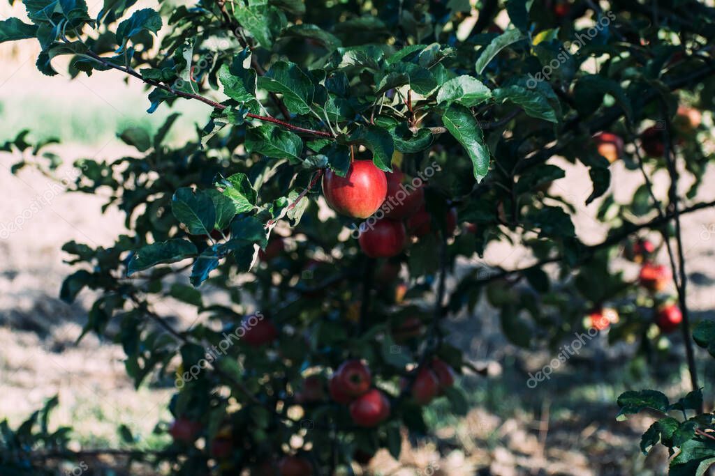 Manzanas rojas en un árbol. En un árbol bajo hojas verdes. 2023