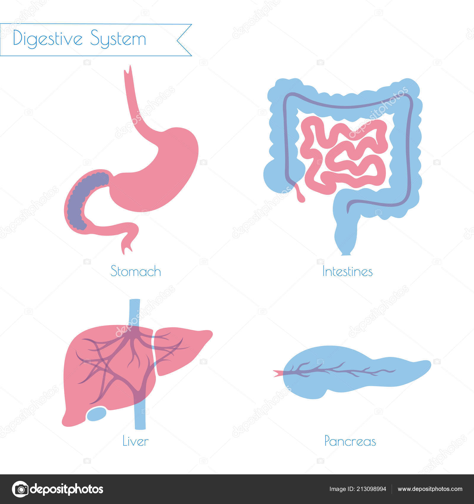 Vector illustration of human digestive system Stock Vector by ©Pikovit ...
