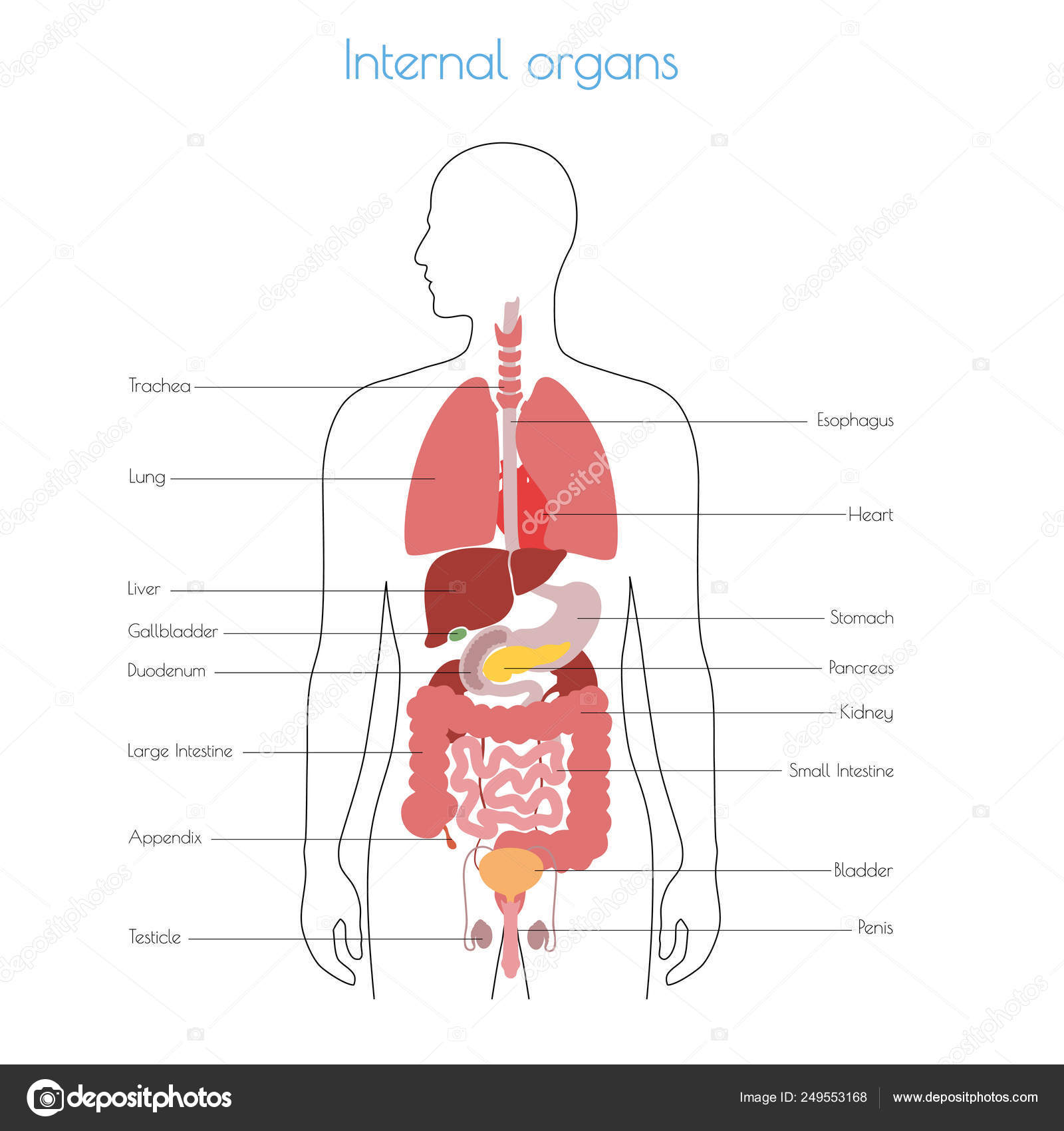 Human internal organs vector Stock Vector by ©Pikovit 249553168