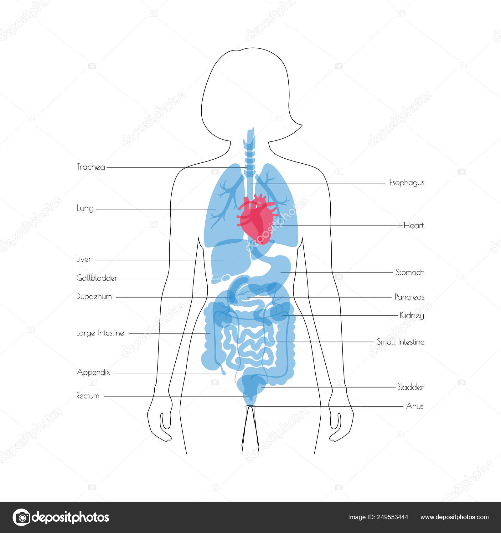 Human internal organs vector Stock Vector by ©Pikovit 249553444