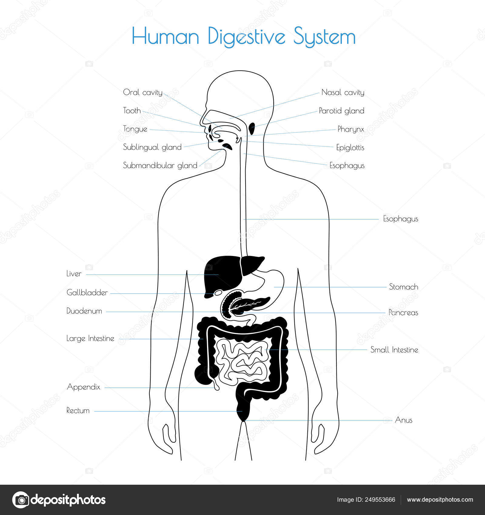 Digestive System Diagram Black And White