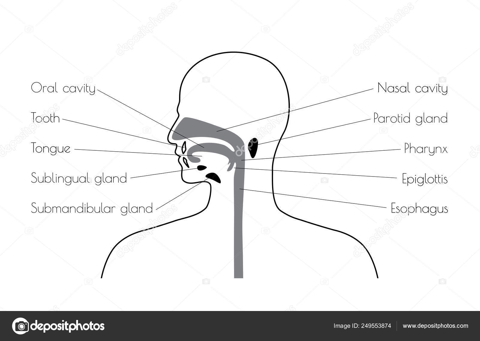 Vector isolated illustration of digestive system Stock Vector by ...