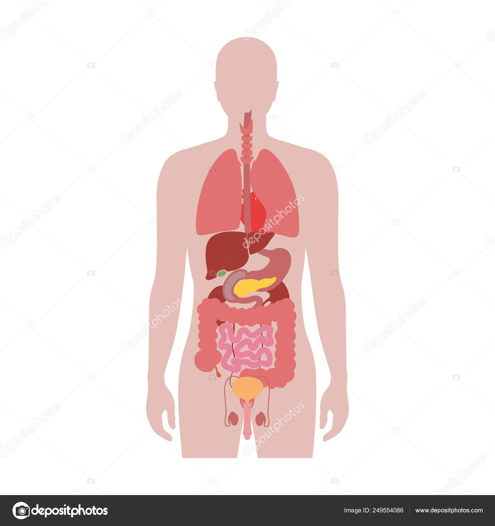 Human internal organs vector Stock Vector Image by ©Pikovit #249554086 Human internal organs vector Stock Vector Image by ©Pikovit #249554086