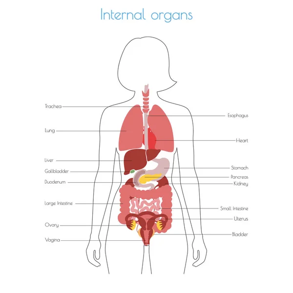 The internal organs of animals Stock Photos, Royalty Free The internal ...