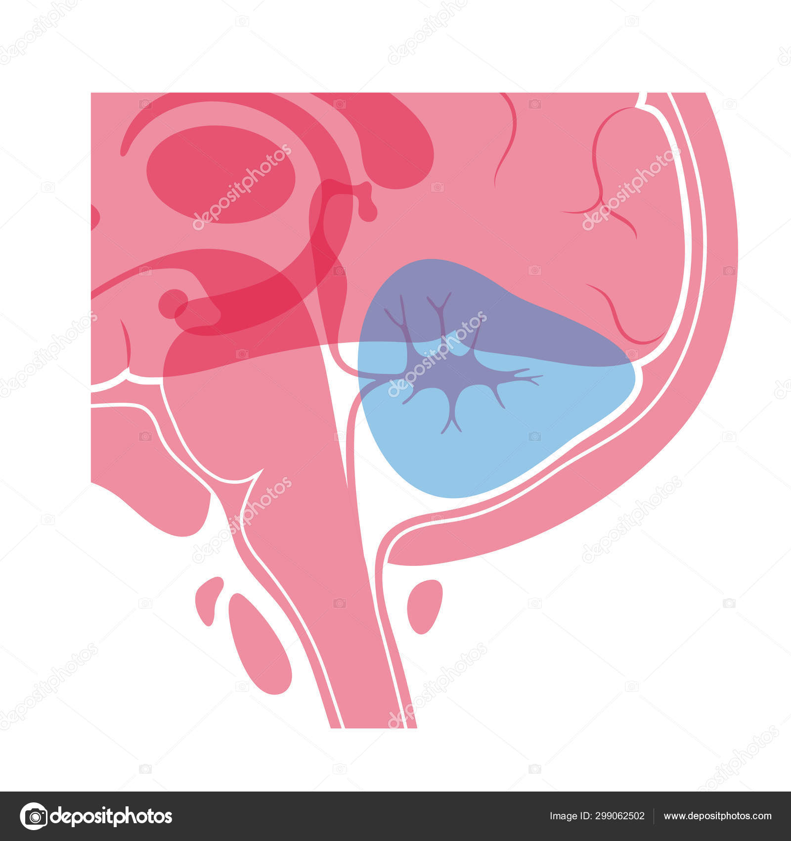 Ilustración vectorial de Cerebelo Vector de stock por ©Pikovit 299062502