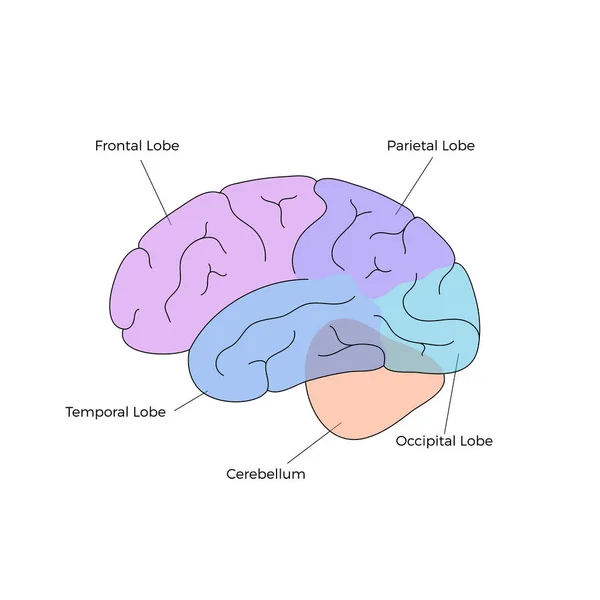 Cortex Vector Art Stock Images | Depositphotos