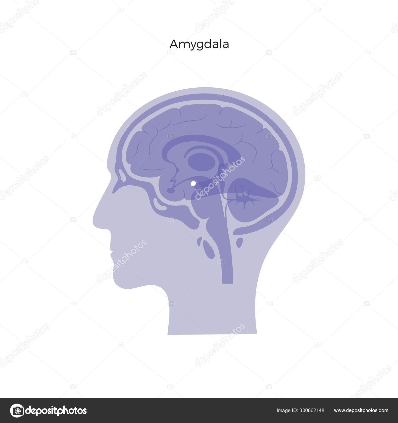 Vector isolated illustration of Amygdala Stock Vector Image by ©Pikovit ...