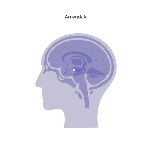 Brain 3D anatomy Stock Vector Image by ©Pikovit #563599012