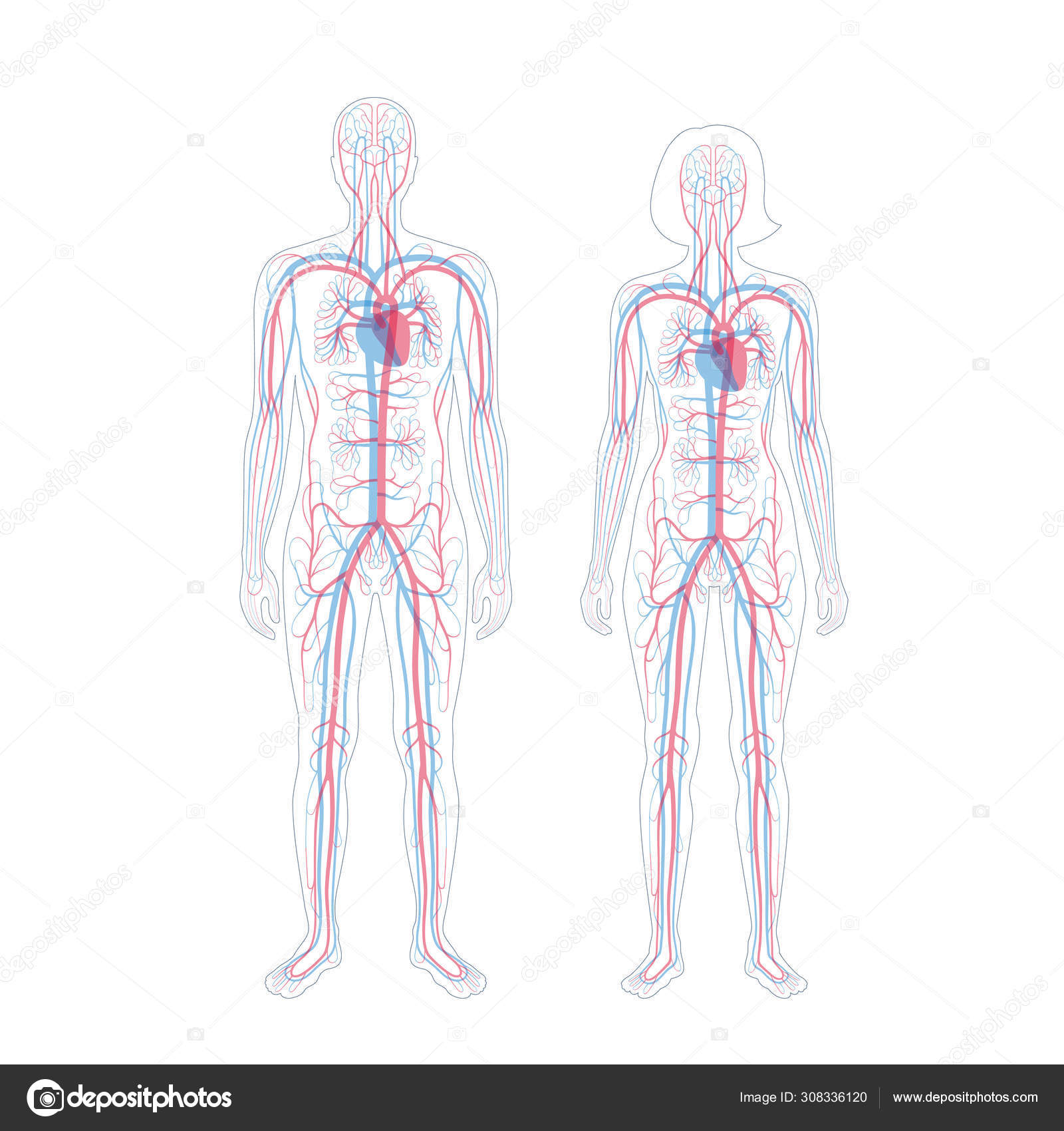 Circulatory system anatomy Stock Vector by ©Pikovit 308336120