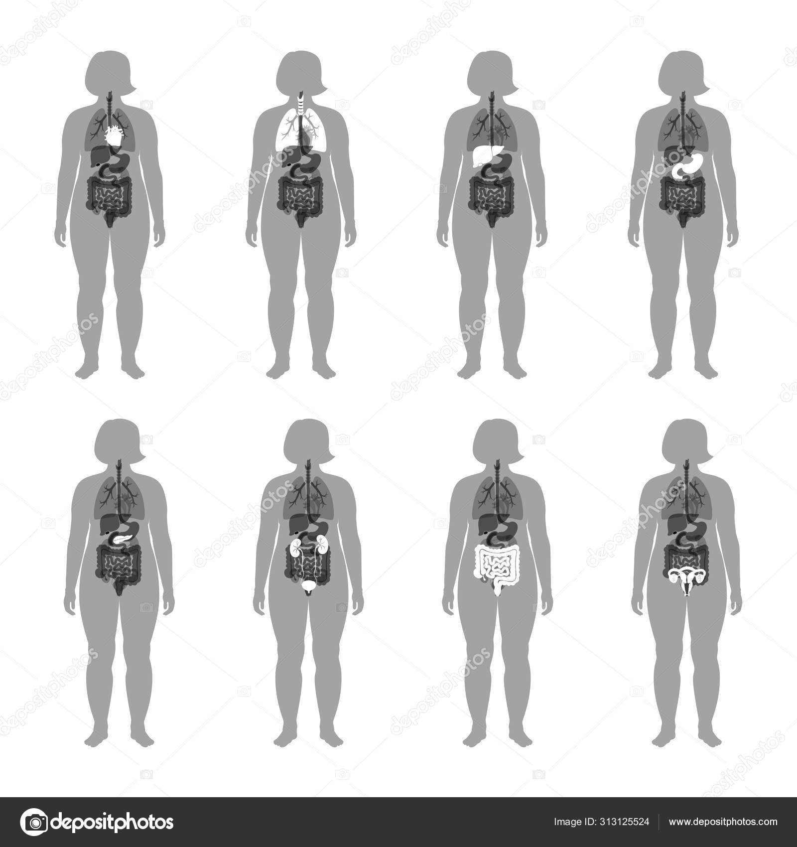 Image vectorielle Organes internes dans le corps féminin obèse par ...