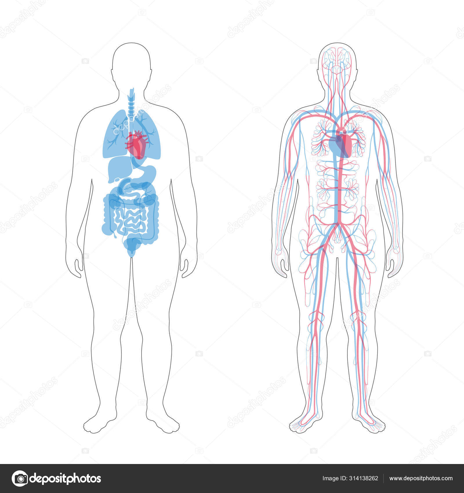 Hjerte Og Lunges Sirkulasjonssystem Lungeklaff – Store Medisinske
