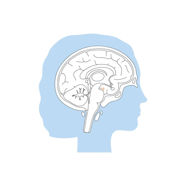 ᐈ Side view of brain labeled stock pictures, Royalty Free amygdala ...