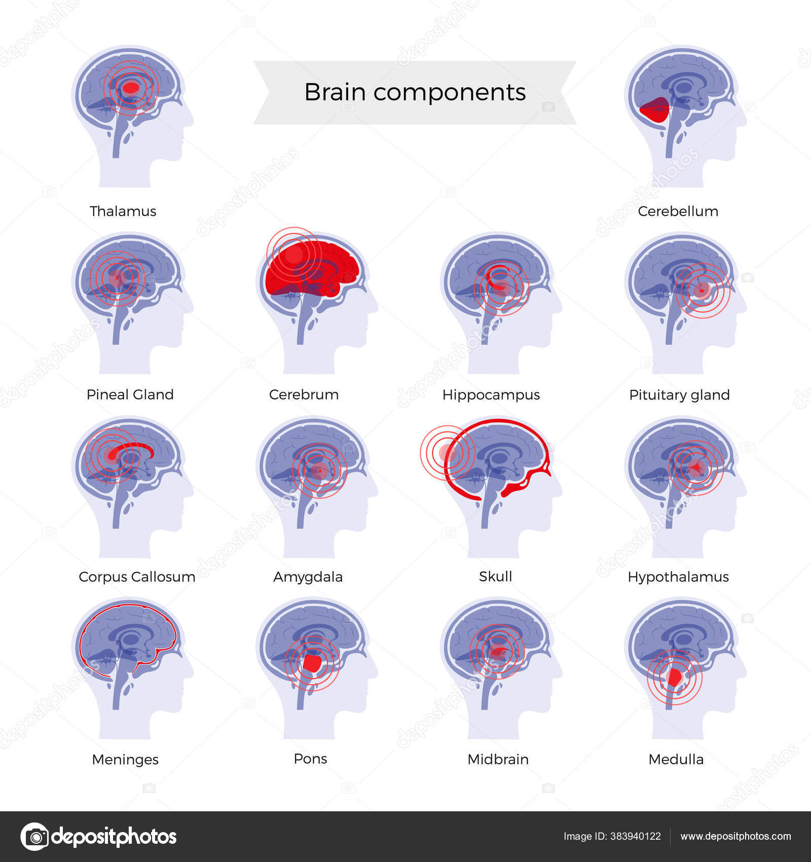 Pain Brain Illustration Stock Vector Image by ©Pikovit #383940122