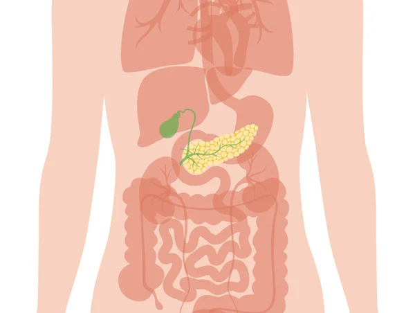 Human Pancreas Images - Search Images on Everypixel