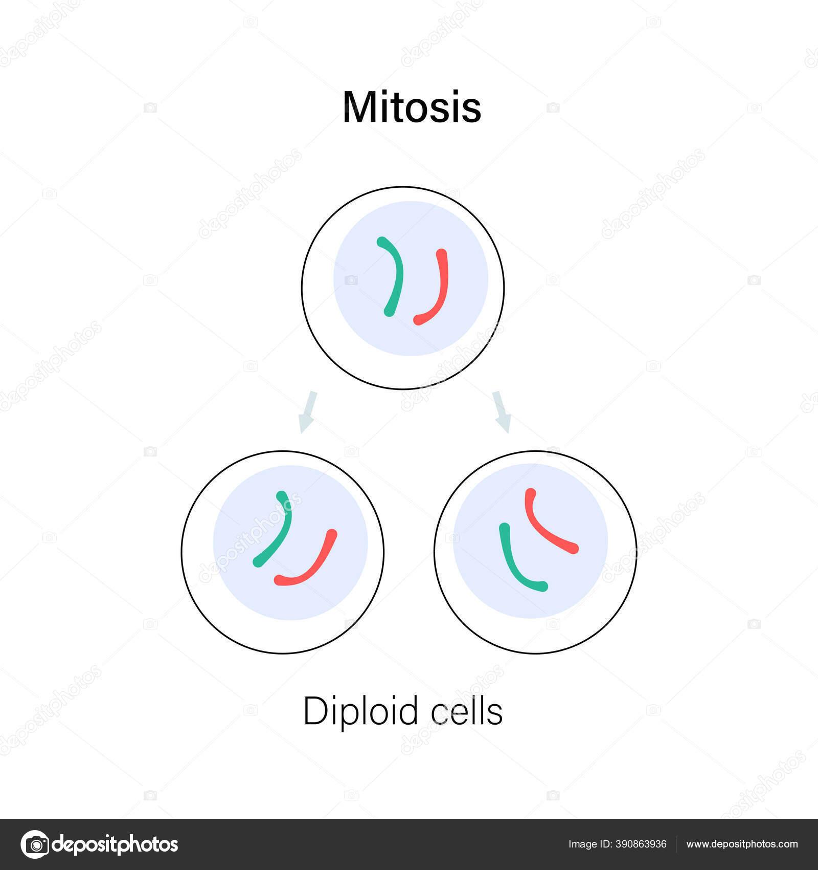 División celular de la mitosis. Vector de stock #390863936 de ©Pikovit