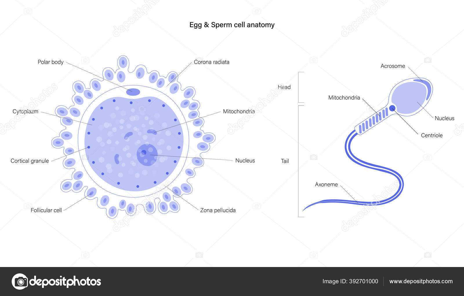 Reproductive system concept Stock Vector by ©Pikovit 392701000