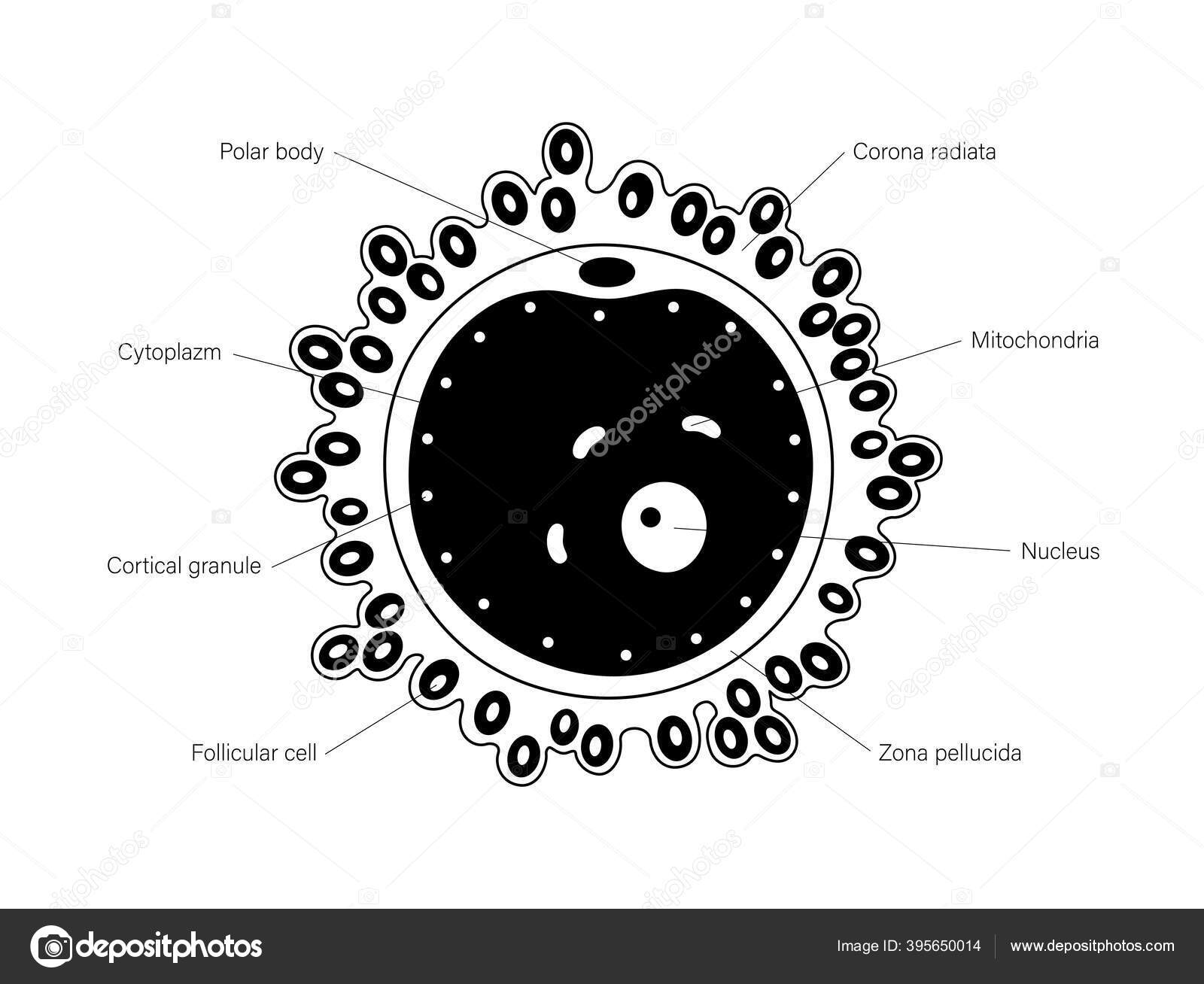Anatomie der Eizelle Stock Vector by ©Pikovit 395650014