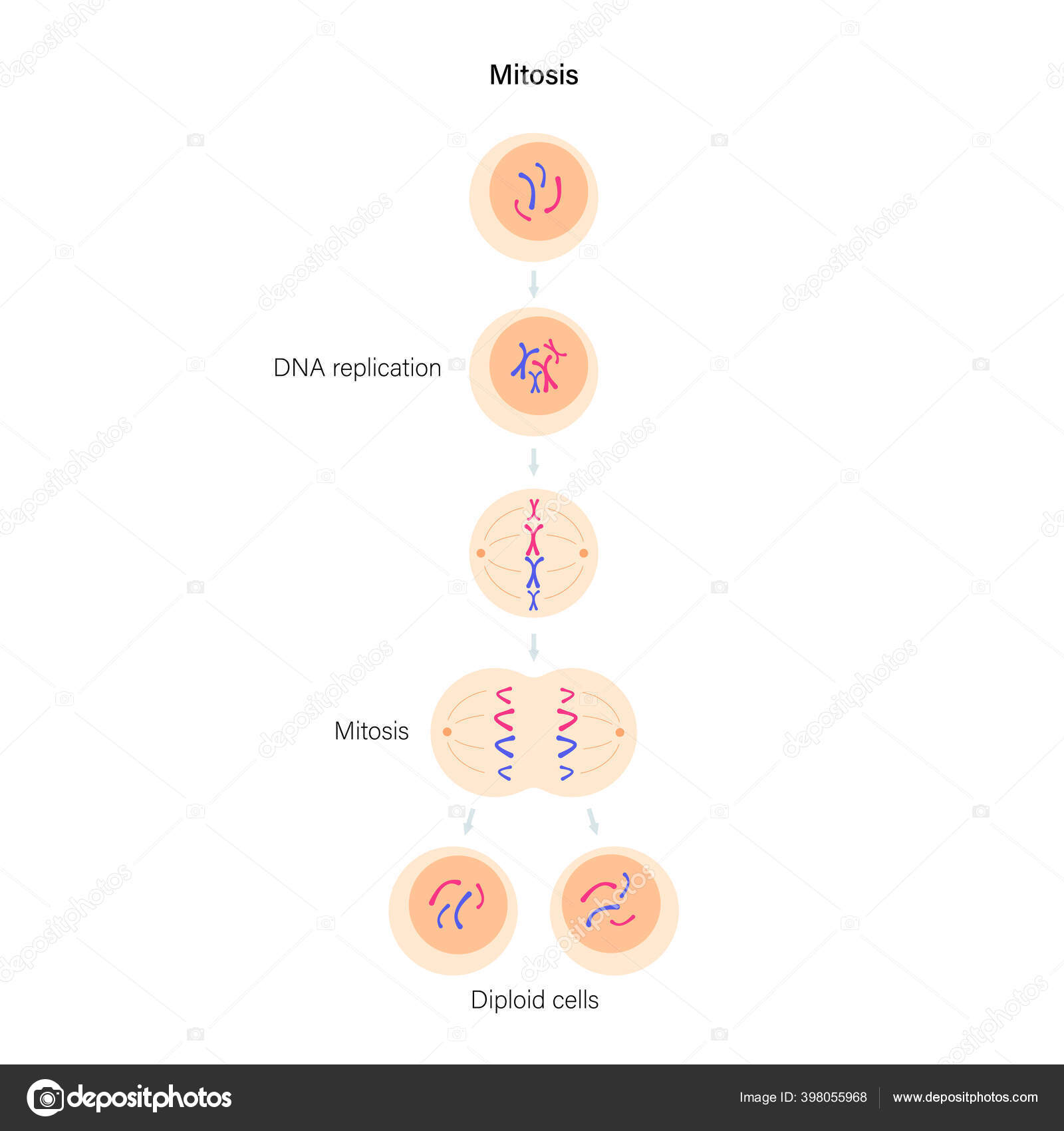 Mitosis cell division. Stock Vector by ©Pikovit 398055968