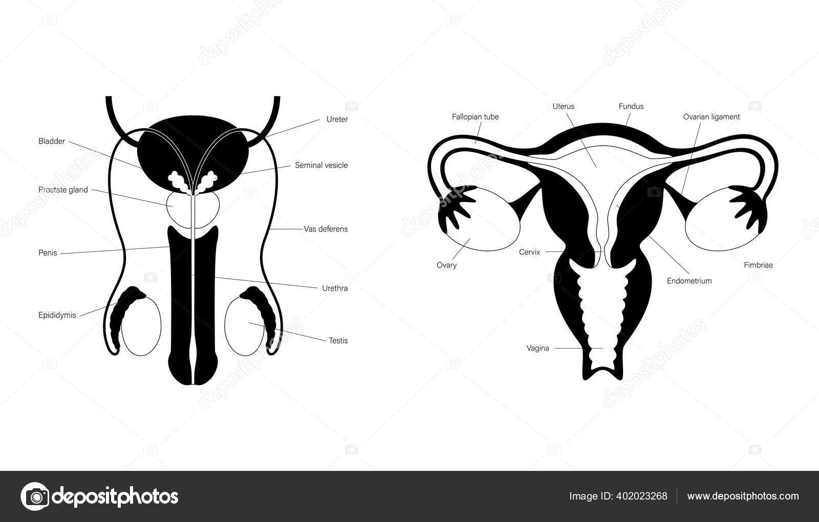 Aparato Reproductor Femenino Blanco Y Negro