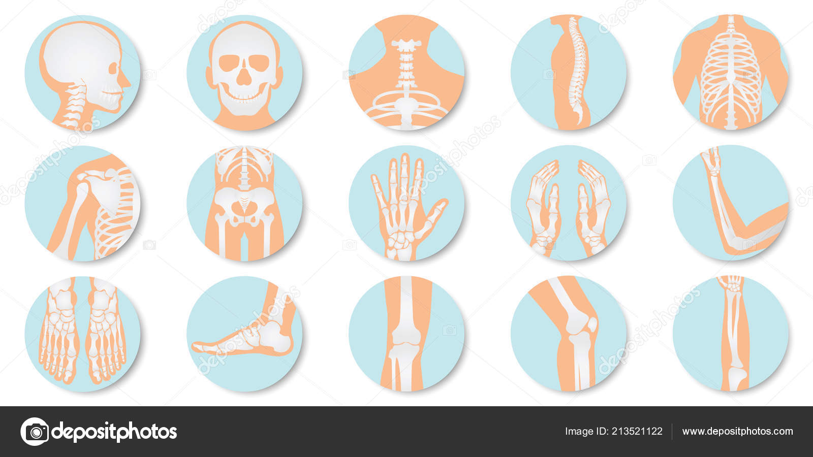 Orthopedic Skeleton Icon Set White Background Bone Ray Image Human ...
