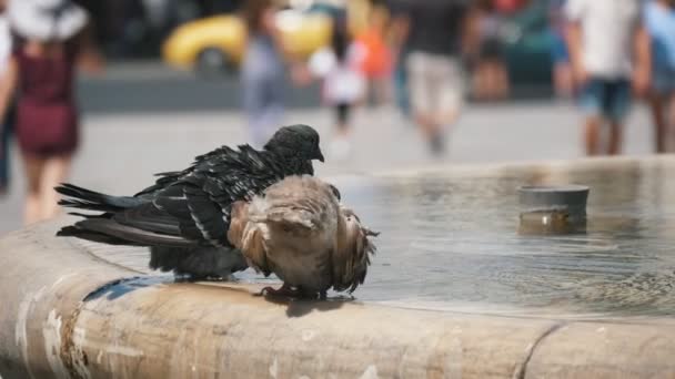 Two Doves Drinking Water Fountain Athens Sunny Day Slo Cheerful — Stock ...