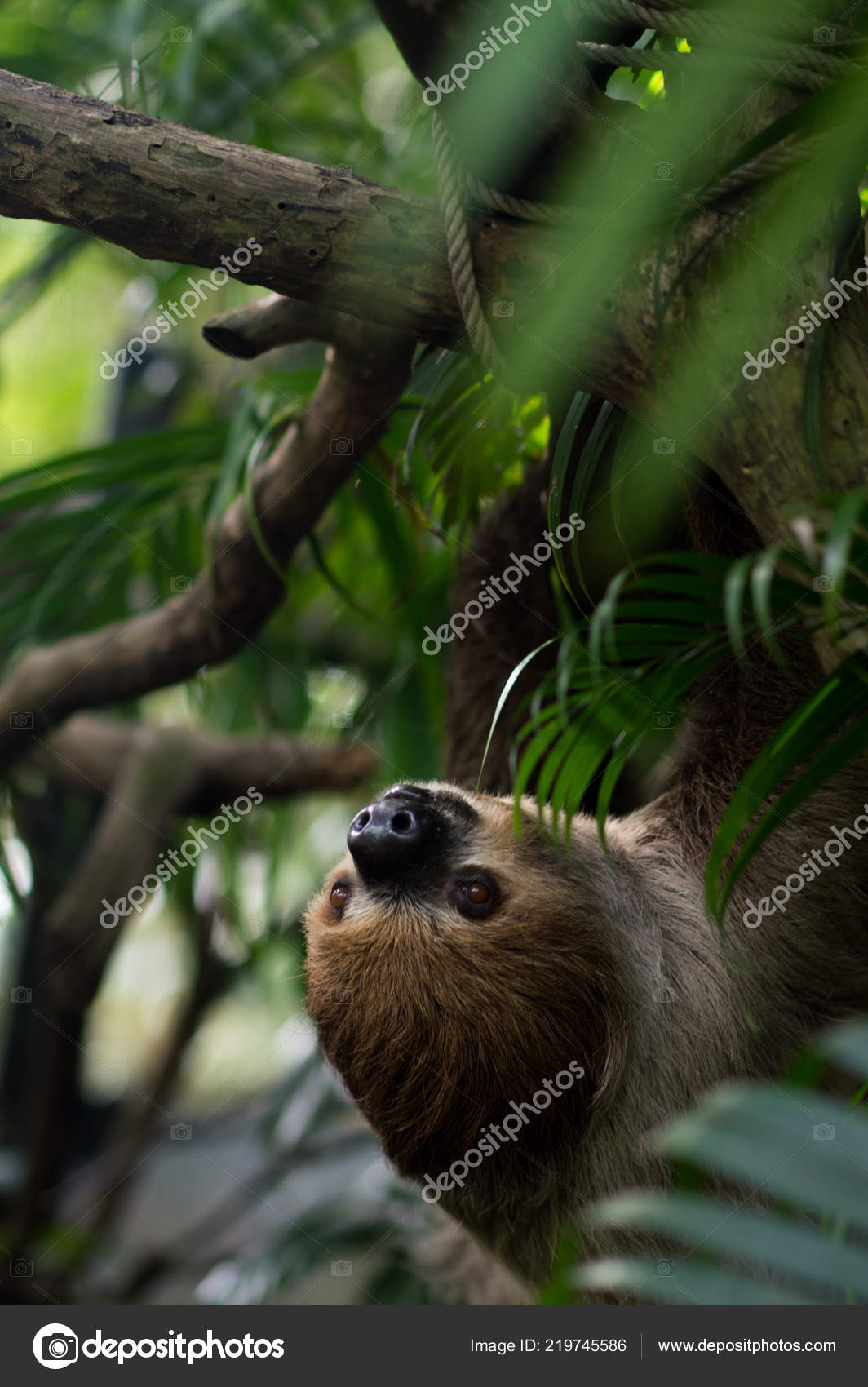 Sloth Climbing