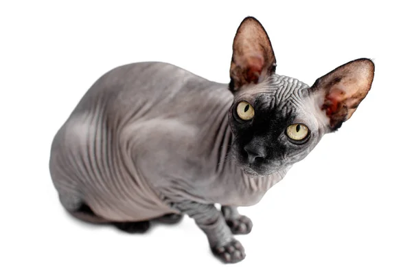 Side view of Sphynx cat, 4 years old, in front of white background ...