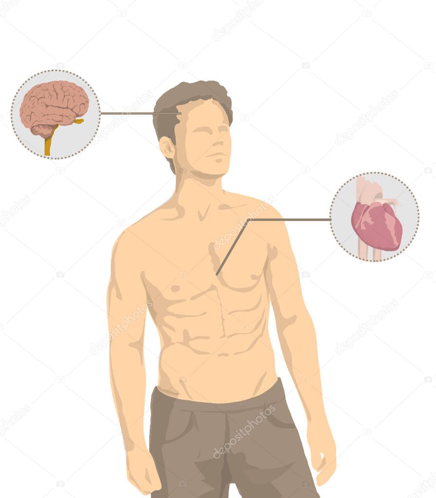 Ilustración del hombre sin camisa con los órganos principales del ...