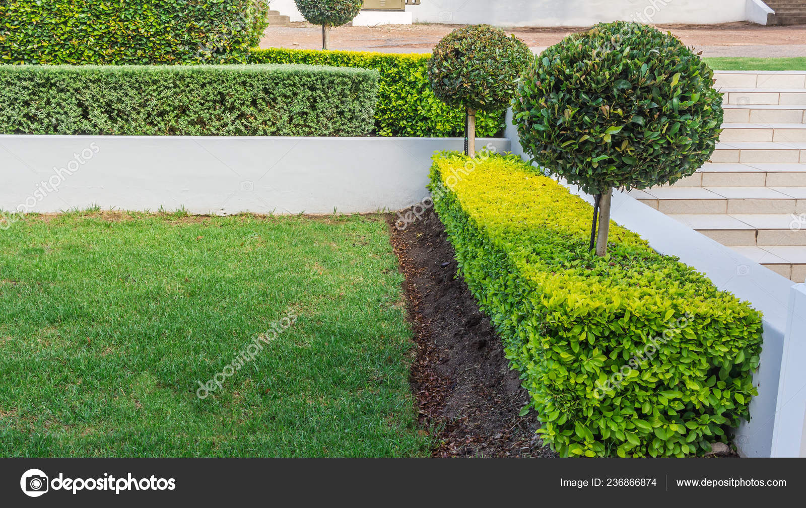 Box Hedges Topiary Trees Next Office Steps Stock Photo by ©ToscaW 236866874