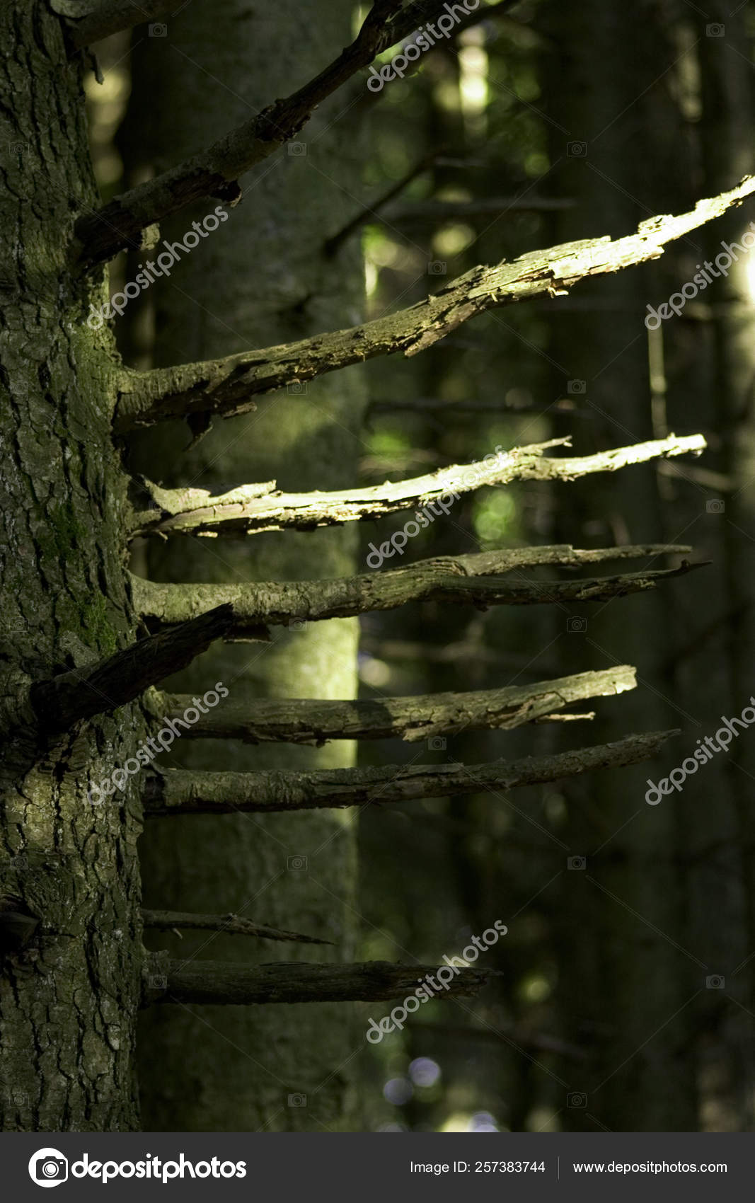 Old dead tree in the forest — Stock Photo © sasaperic #257383744