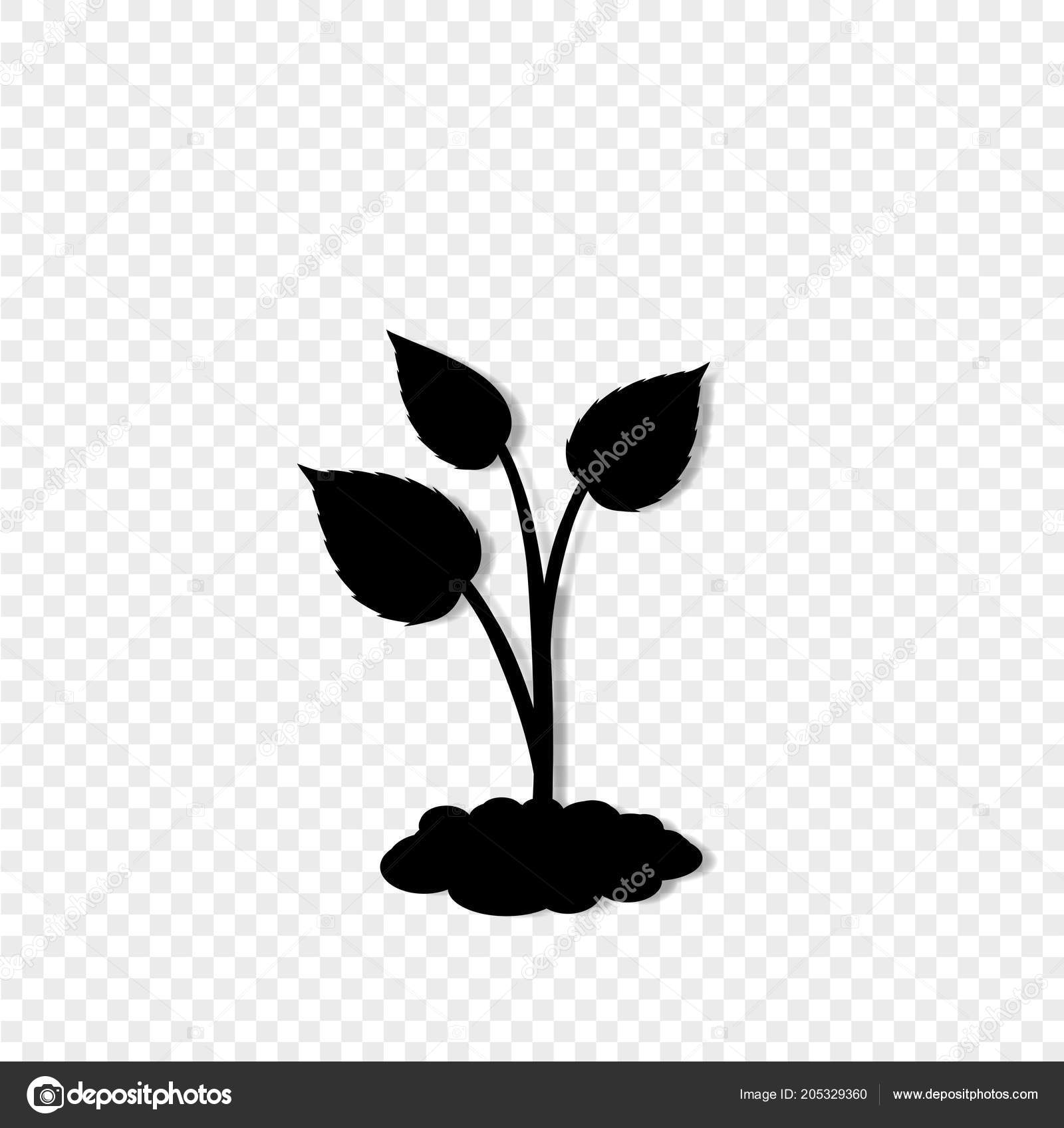 Black And White Sprouting Seeds