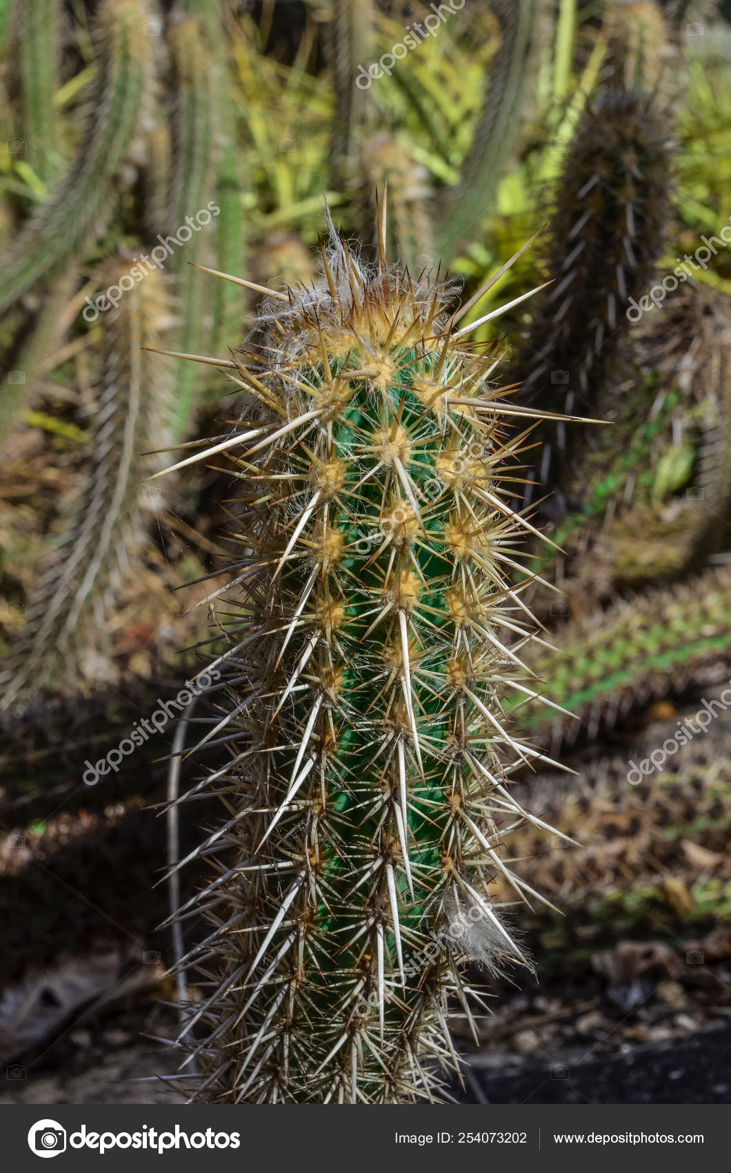 Cacti Often Used Ornamental Plants Some Agriculture Unusual Plants ...