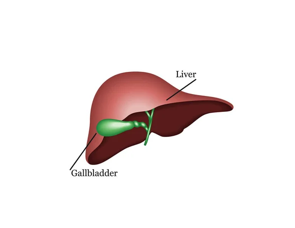 100,000 Gallbladder liver pancreas Vector Images | Depositphotos