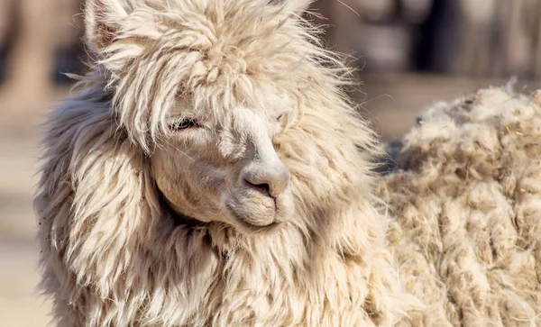 Lama peruana Stock Photos, Royalty Free Lama peruana Images | Depositphotos