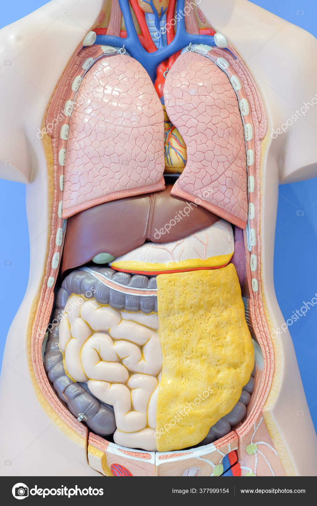Modelo Anatomía Los Órganos Internos Del Cuerpo Humano Para Uso — Foto de stock #377999154 ...