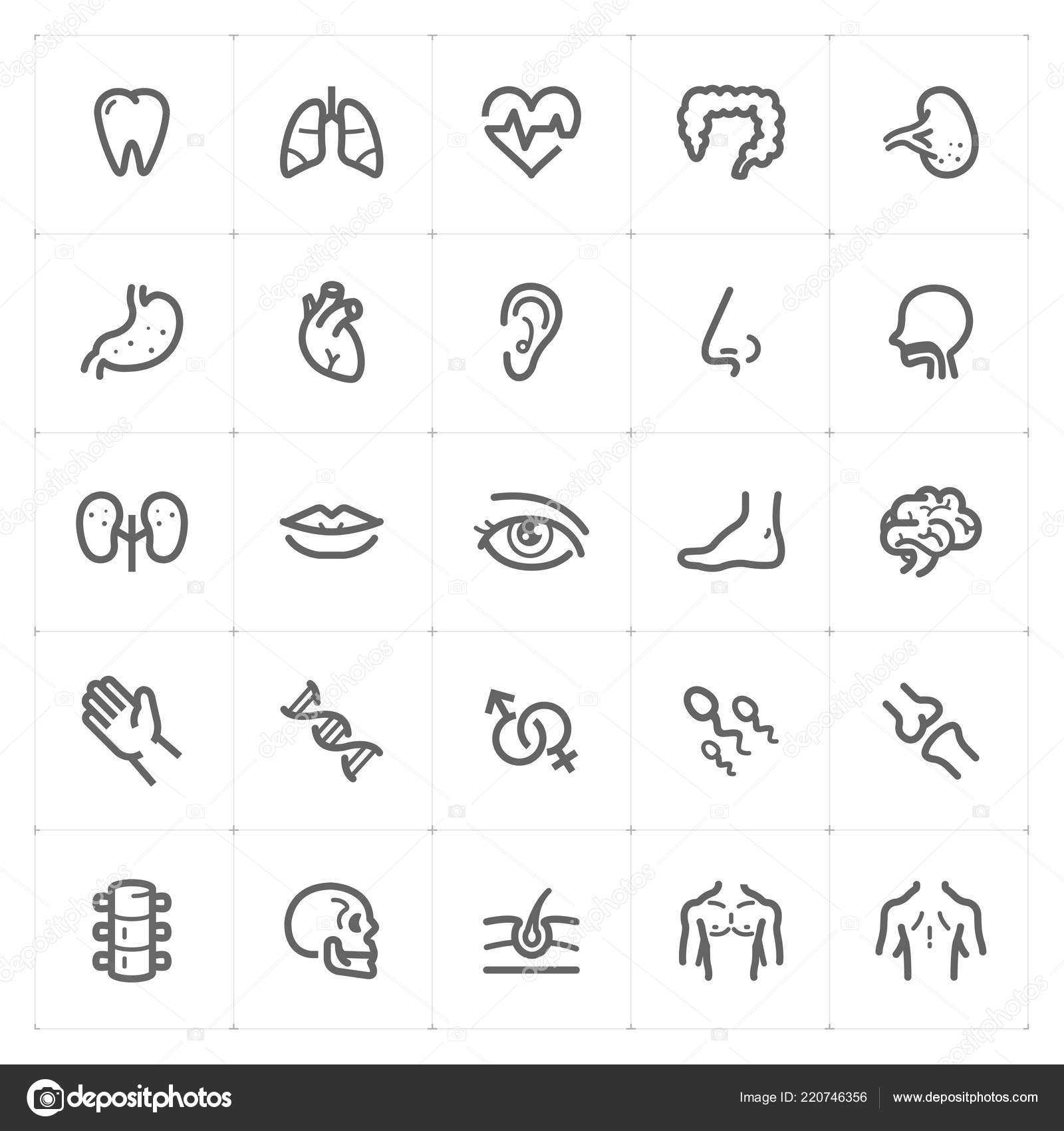 Icon Set Human Anatomy Outline Stroke Vector Illustration White ...