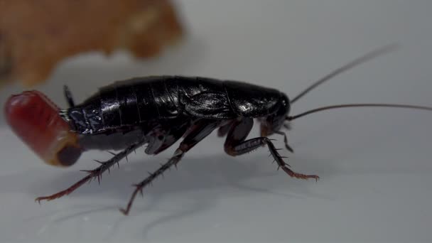 Oriental Cockroach Baby