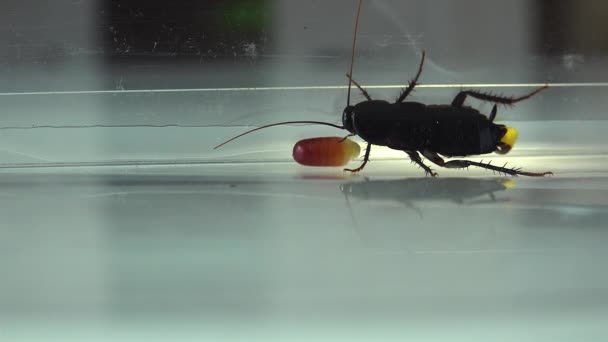 Oriental Cockroach Blatta Orientalis Birth Egg Cases Ootheca Isolated ...