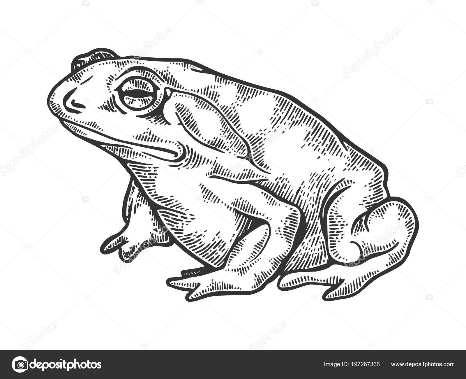 Hallucinogenic toad engraving vector illustration Stock Vector Image by ...