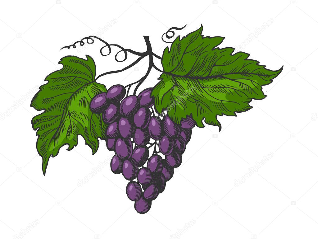 Vettoriale stockGrappolo d'uva con foglie disegno a colori incisione ...