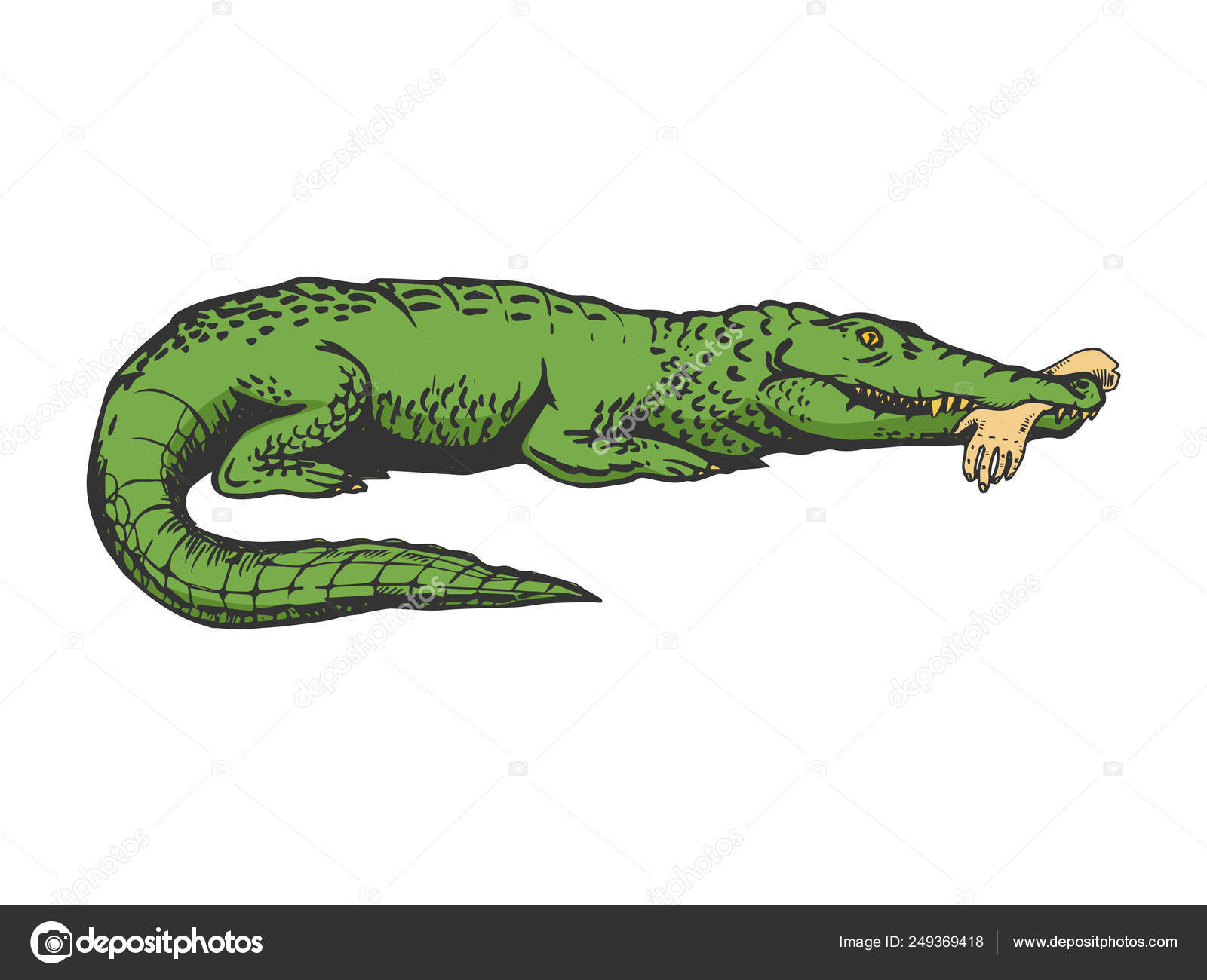 Human Vector The Crocodile