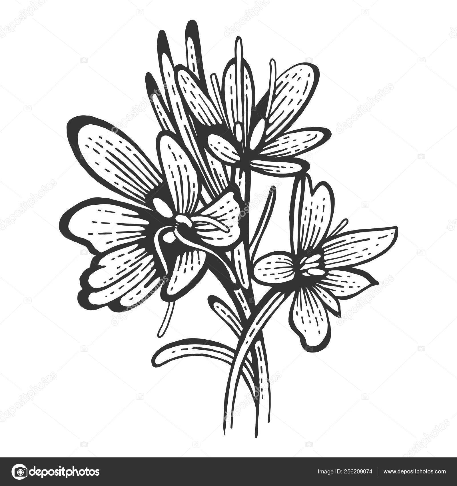 Saffron Flower Line Drawings | Best Flower Site
