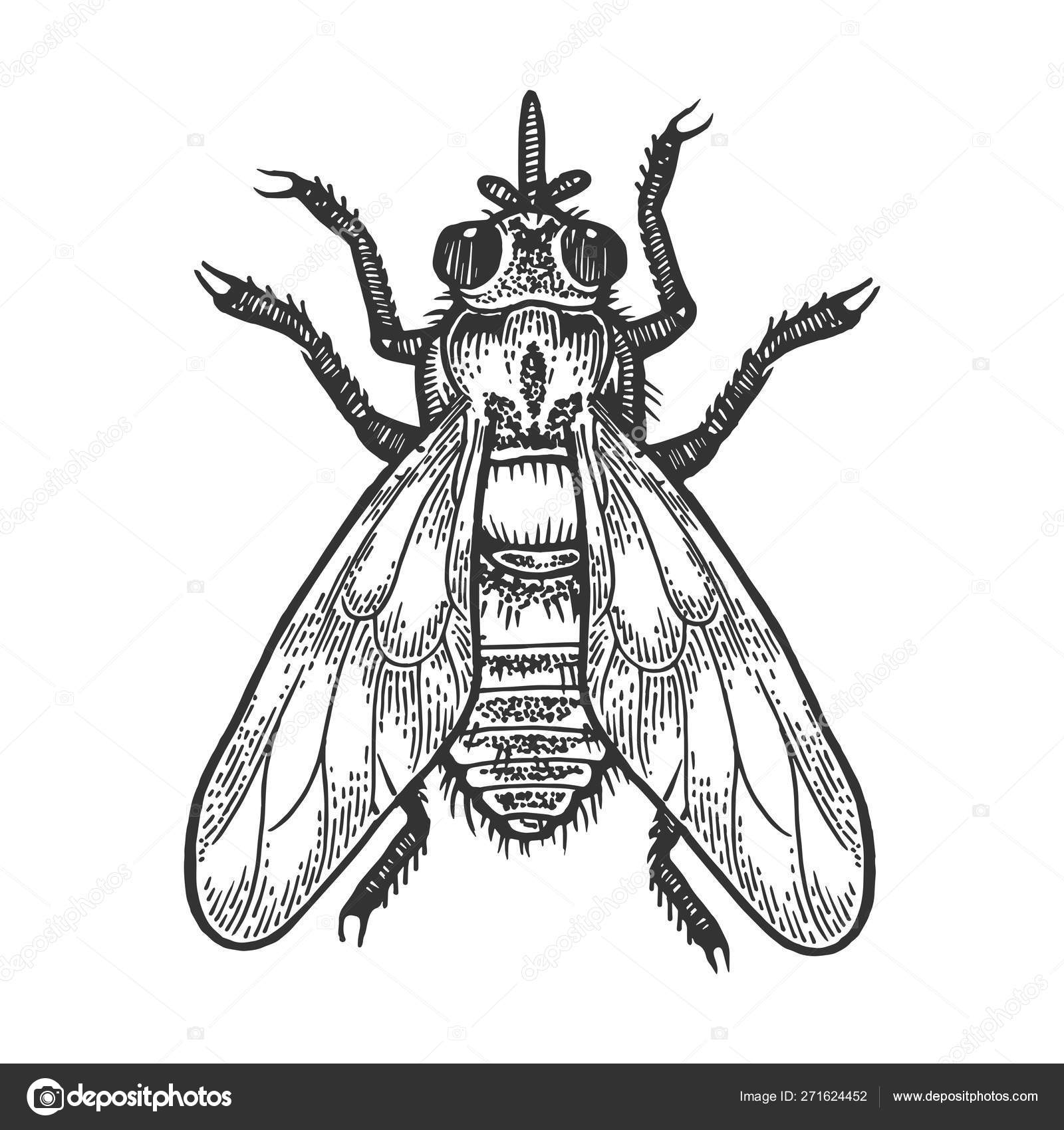 Tsetse moucha se skicuje vektorovou ilustrací. Napodobení stylu pomocné ...