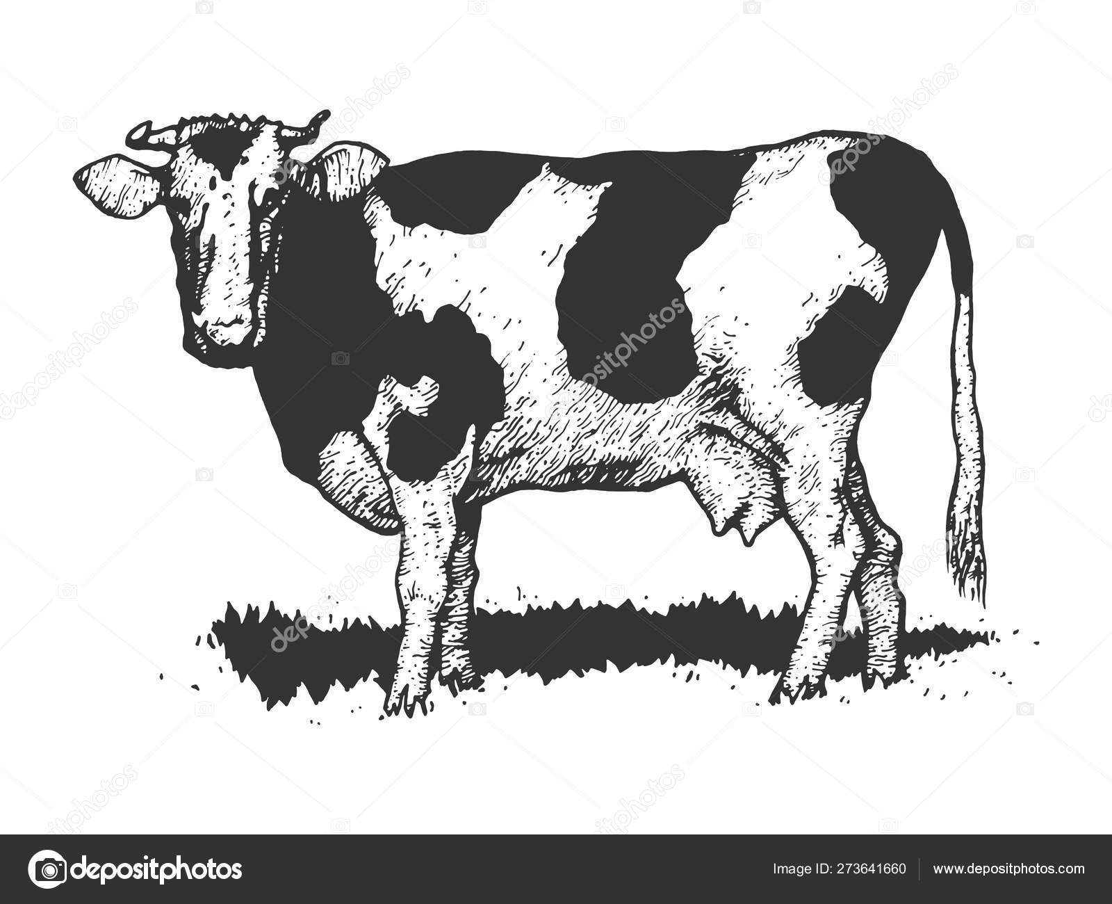 Cow rural farm animal sketch engraving vector illustration. Scratch ...