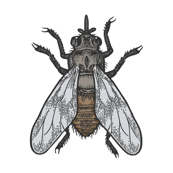 Fly tsetse Stock vektory, Royalty Free Fly tsetse Ilustrace | Depositphotos