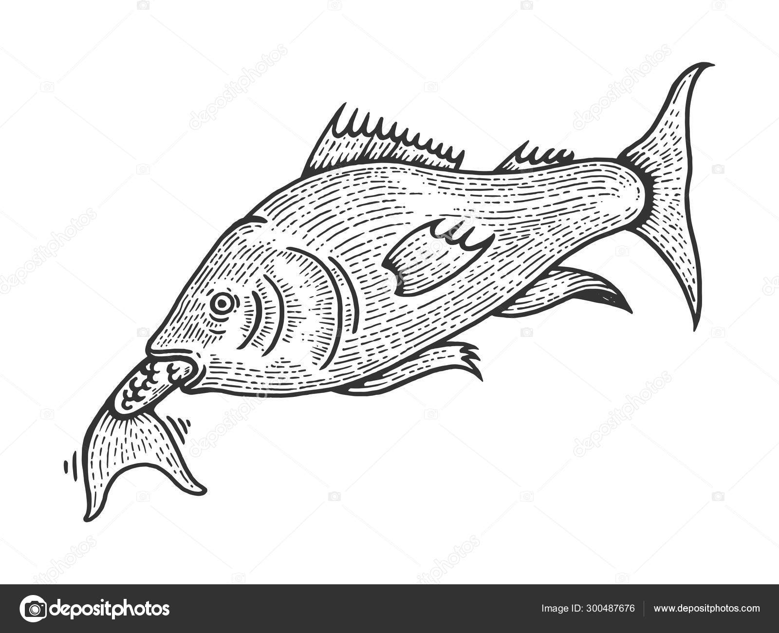 Fish Eating Fish Drawing