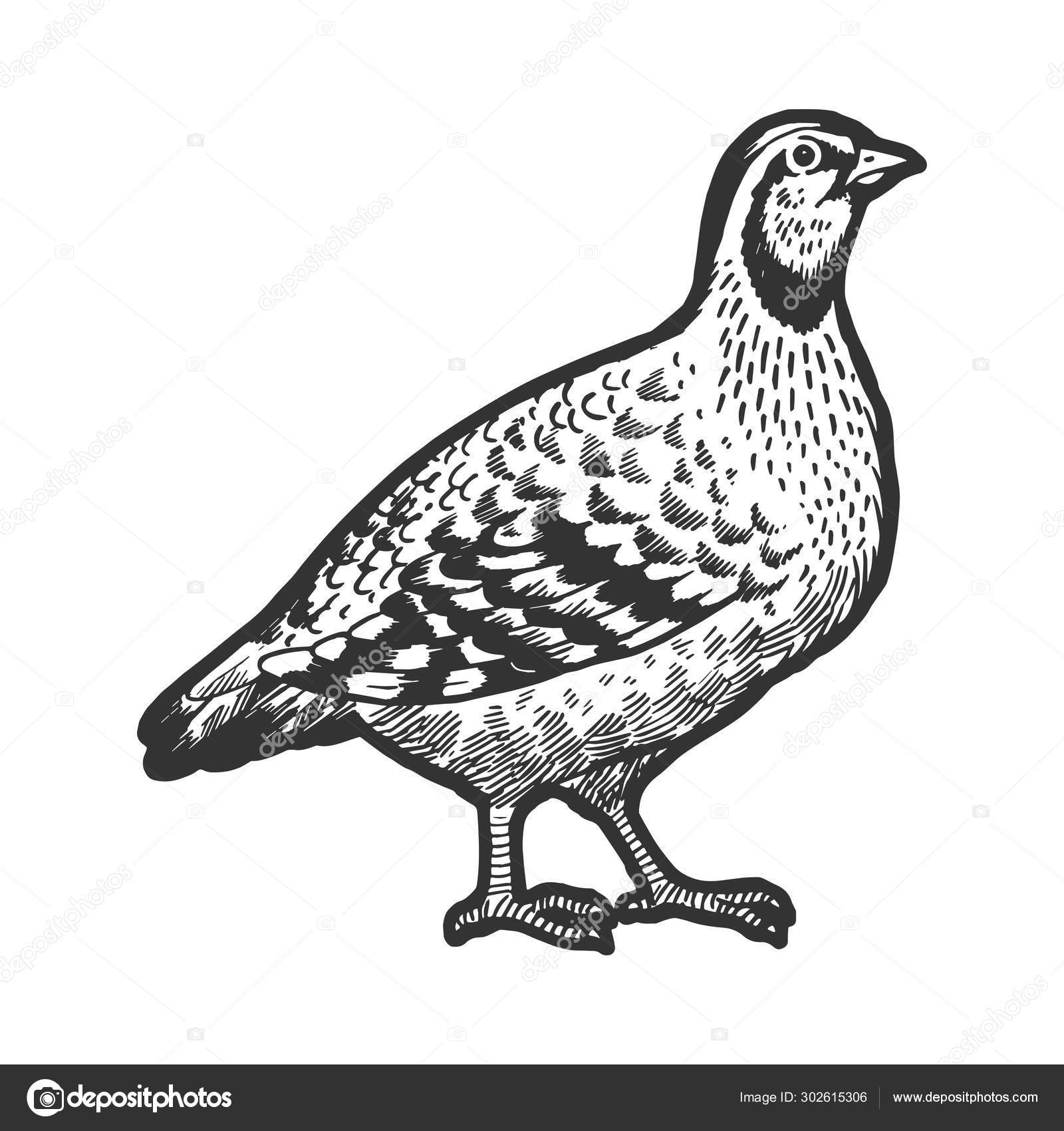 Bird Outline Printable