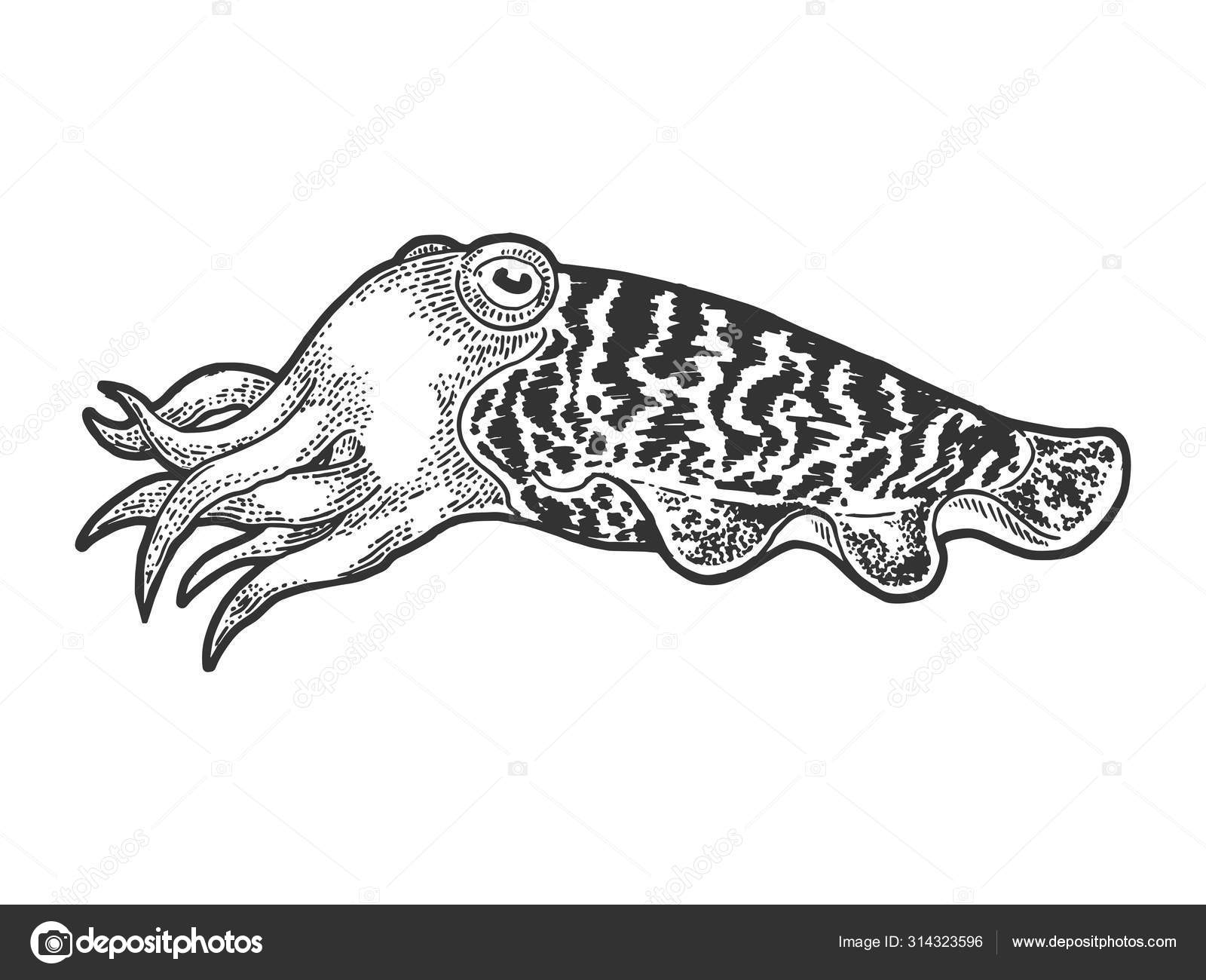 Cuttlefish Drawing