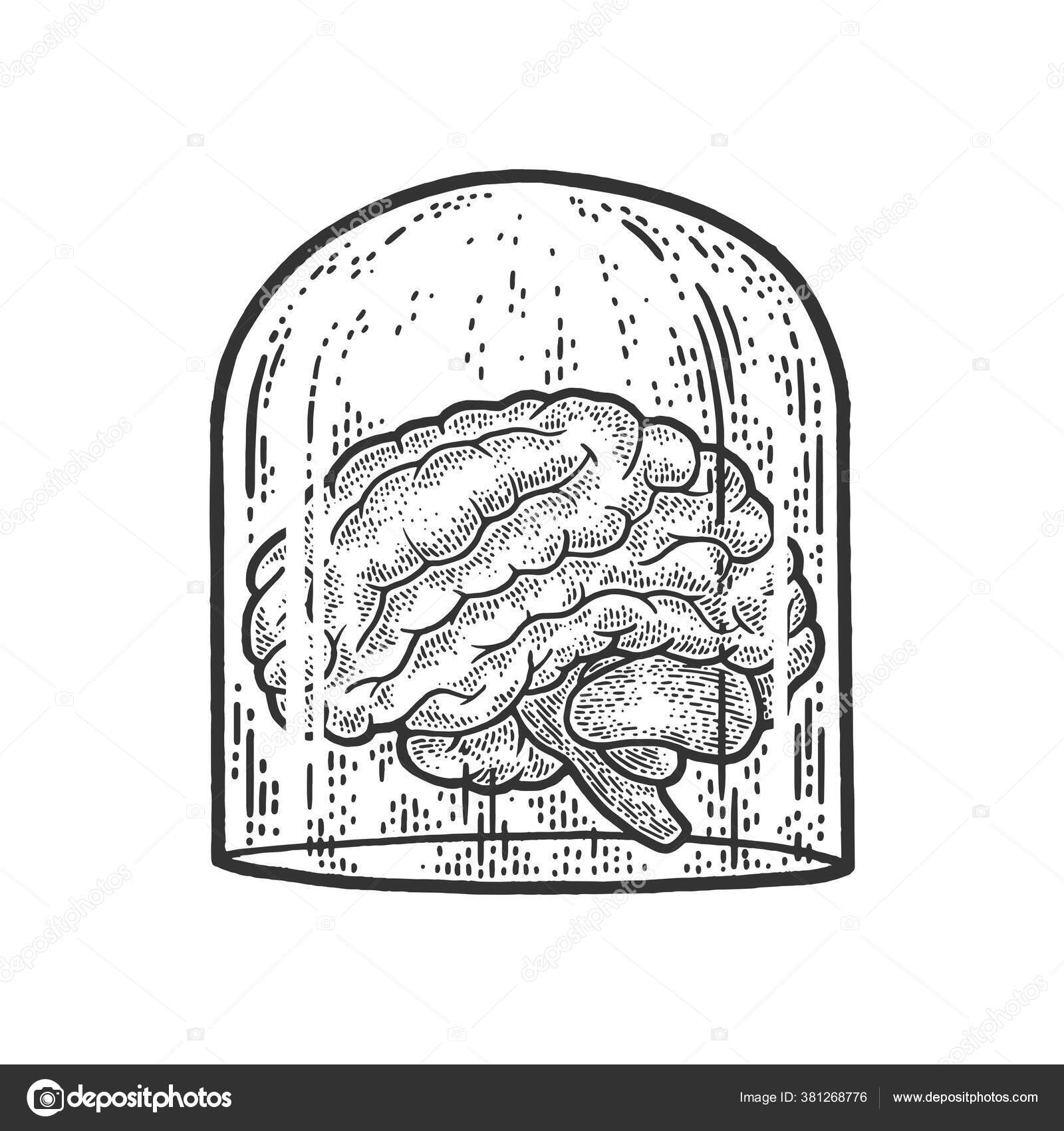 Human brain under glass cover sketch engraving vector illustration. T ...