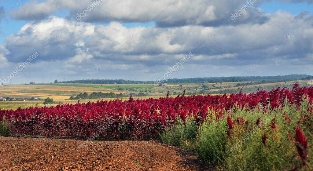 campo de plantas de amaranto rojo en el fondo de la agricultura, tierra ...